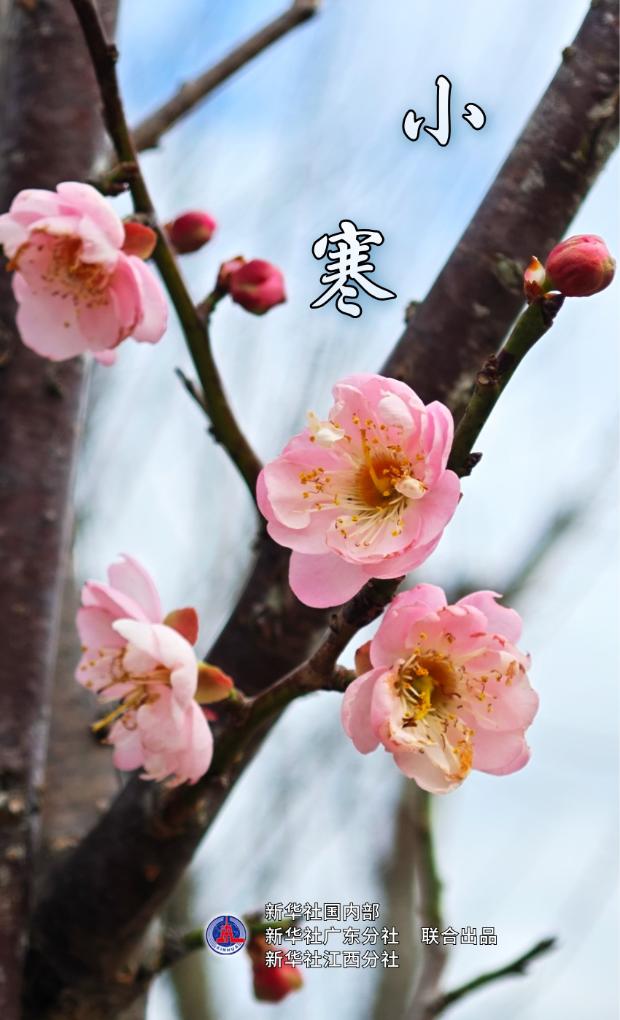节令之美丨小寒：梅开鸟归渚，桔红腊味香 - 中国民用航空网